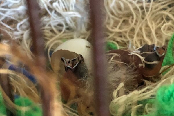 Welcome, baby finches! - Catholic Review