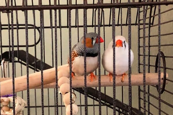 Origami creations, gearing up for virtual school, finches, and more (7 ...