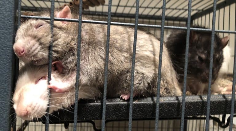 Avocado toast, rats, a sonnet for St. Joseph, and more (7 Quick Takes ...