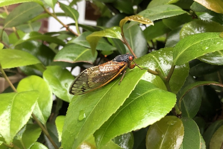 The Visit of the Cicadas - Catholic Review