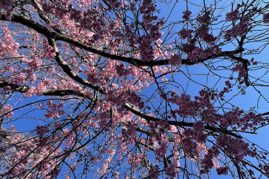 The poetic fun of spring - Catholic Review