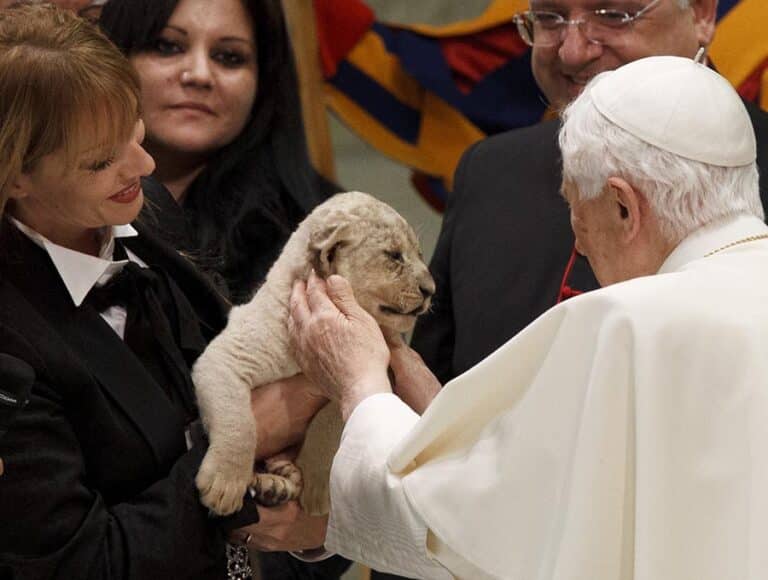 German pope made no secret of his love for cats - Catholic Review