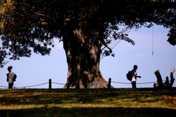 Question Corner: What are the rules for Catholics and Christmas trees ...
