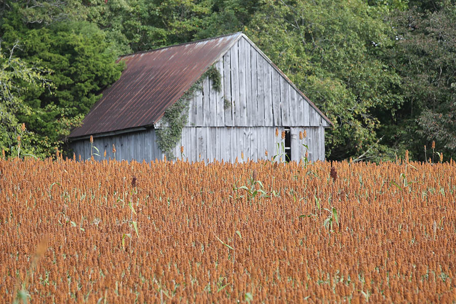 What an autumn poem teaches us about God's love - Catholic Review